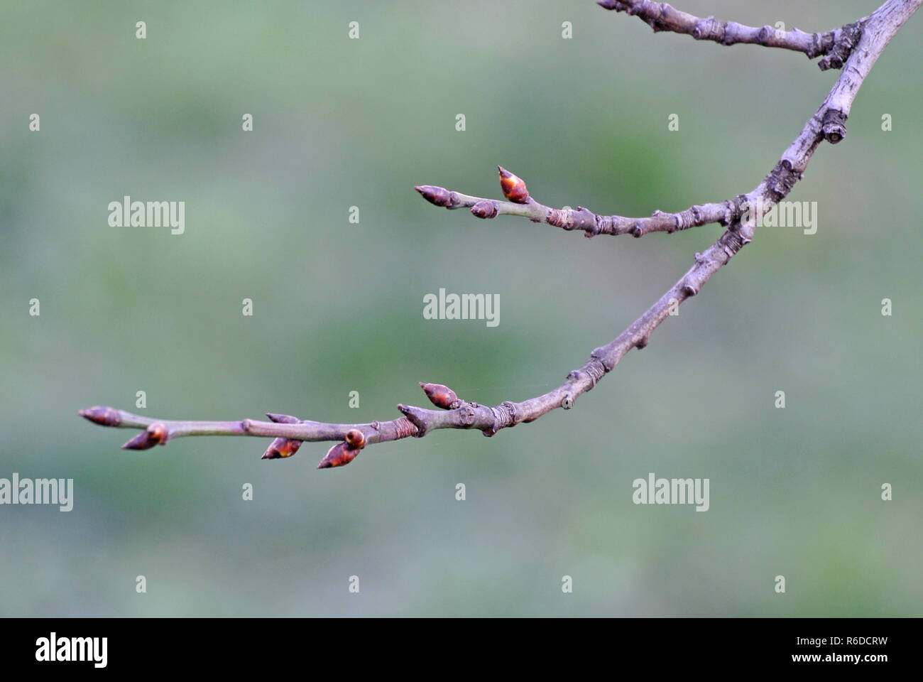 Tree Buds In Early Spring Stock Photo - Alamy