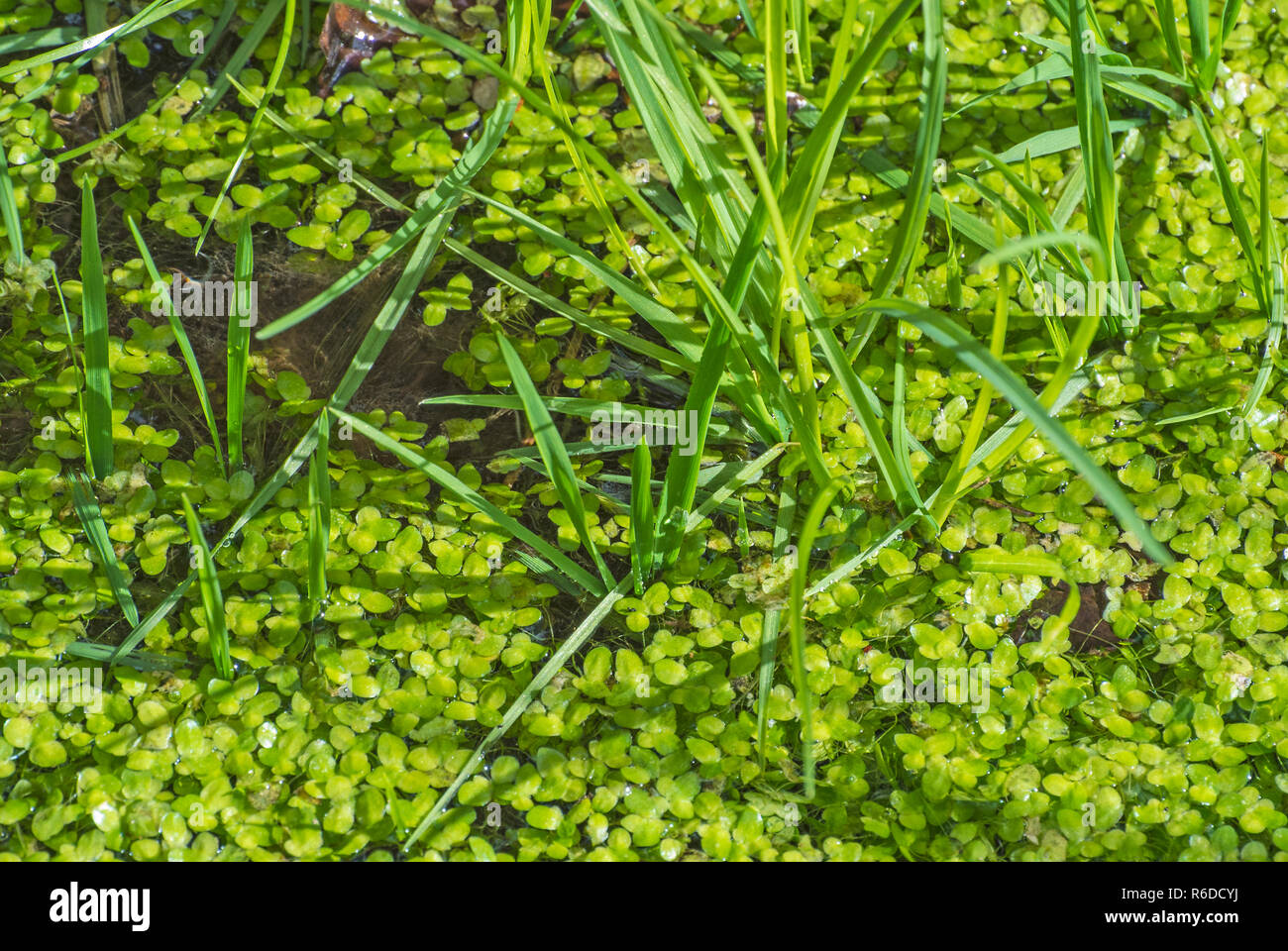 Common Duckweed, Lemna Minor Stock Photo - Alamy