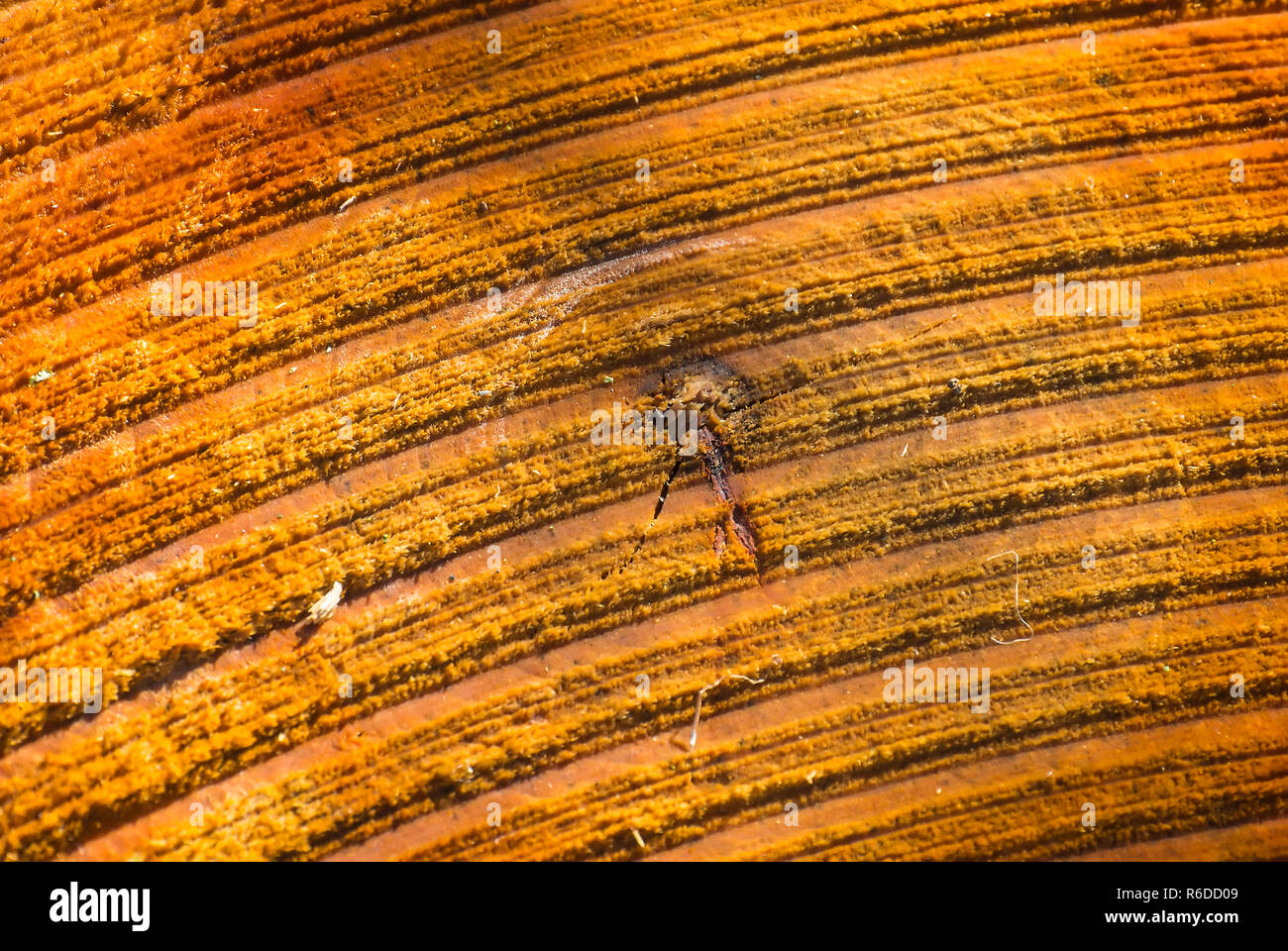 Tree Cut With Tracks Stock Photo - Alamy