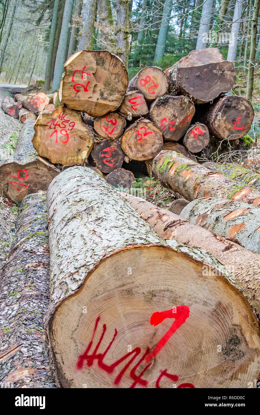 Chopped Trees In A Forest Stock Photo - Alamy