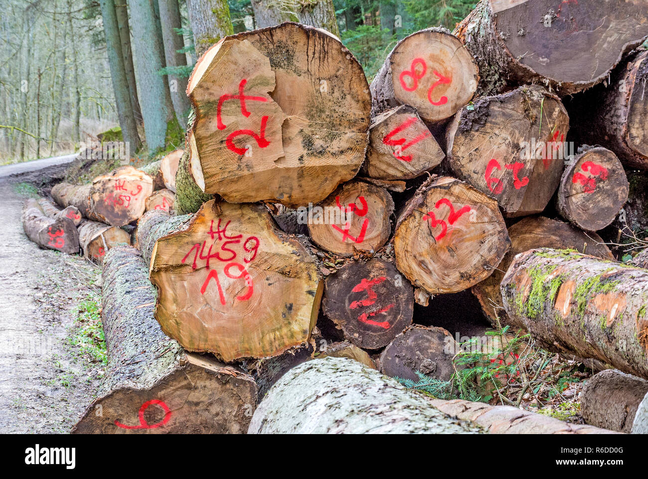 Chopped Trees In A Forest Stock Photo - Alamy