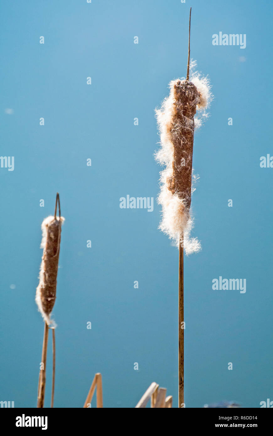 Cattail plant in water hi-res stock photography and images - Alamy
