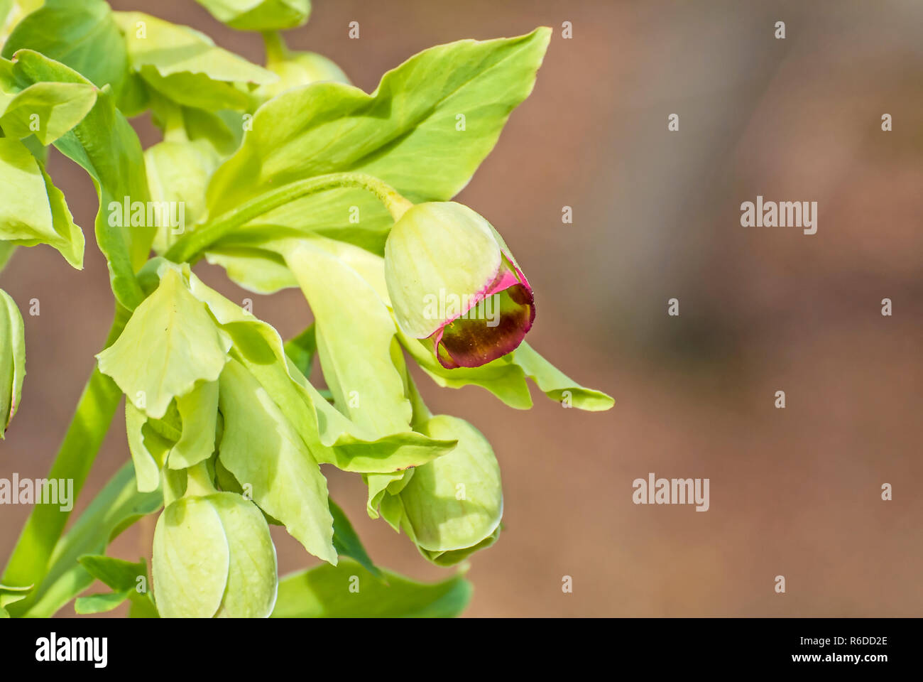 Bears Foot, Helleborus Foetidus Stock Photo - Alamy