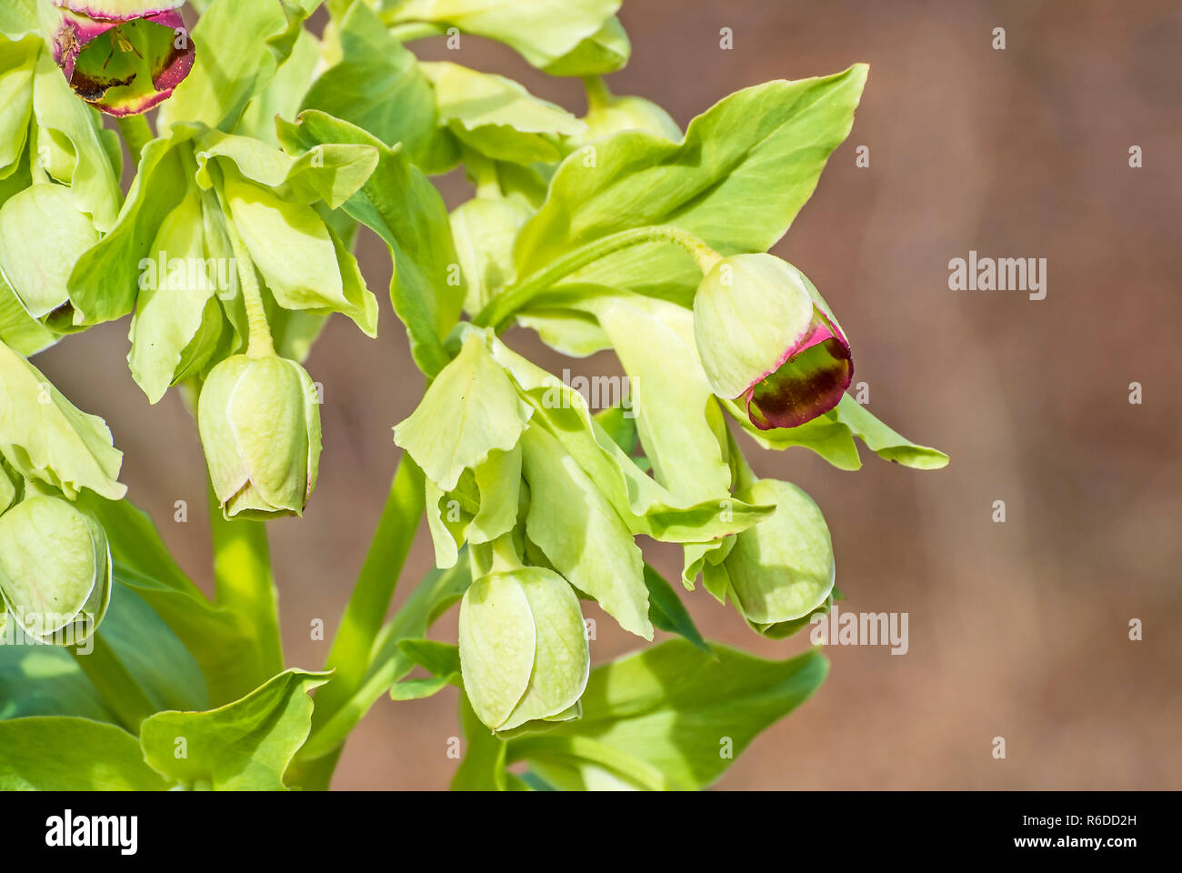 Bears Foot, Helleborus Foetidus Stock Photo - Alamy