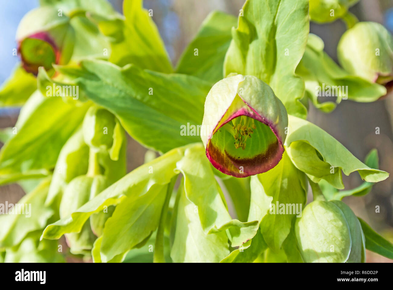 Phyto Therapy High Resolution Stock Photography and Images - Alamy
