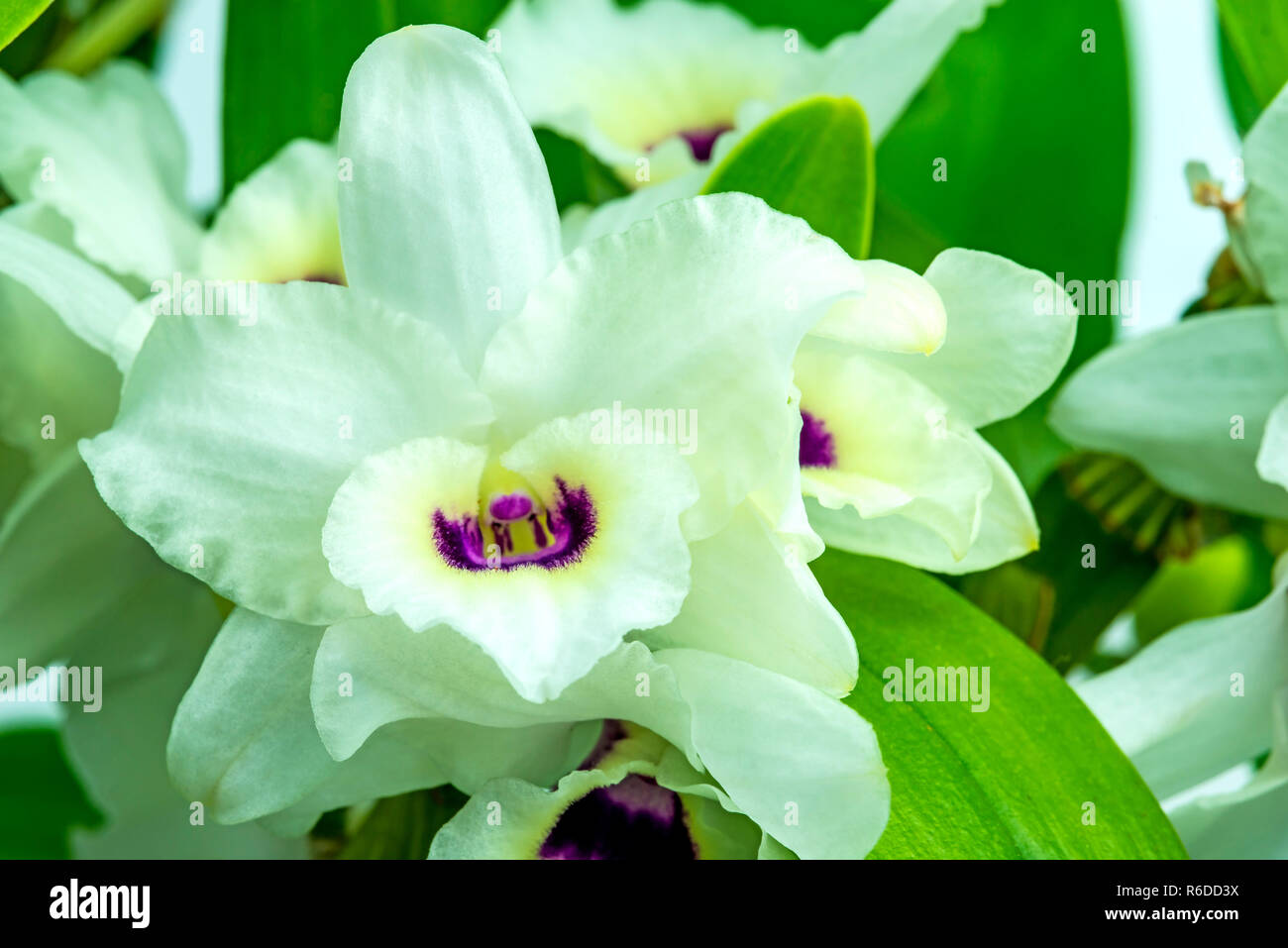 Closeup on beautiful dendrobium hi-res stock photography and images - Alamy