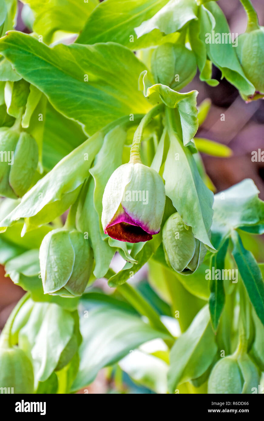 Bears Foot Plant High Resolution Stock Photography and Images - Alamy