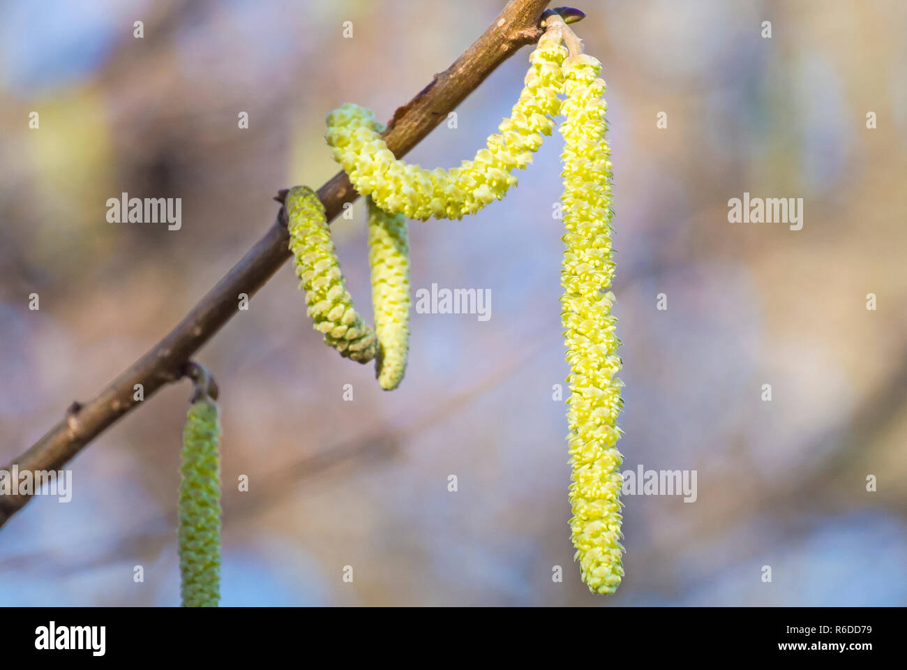 Hazelnut bloom hi-res stock photography and images - Alamy