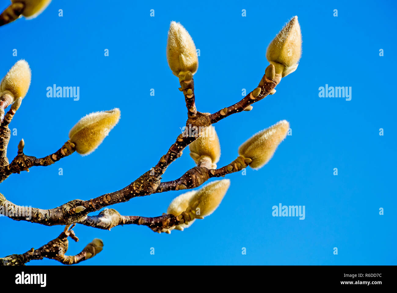 Magnolia bud in winter hi-res stock photography and images - Alamy