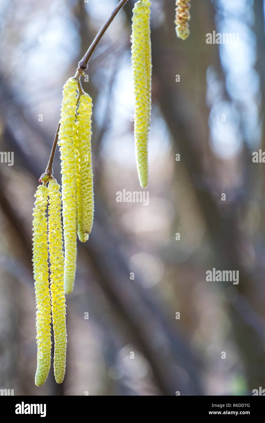 Hazelnut bloom hi-res stock photography and images - Alamy