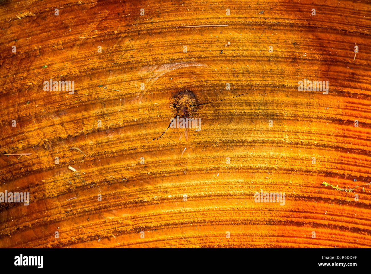 Saw Tracks On A Tree Stock Photo - Alamy