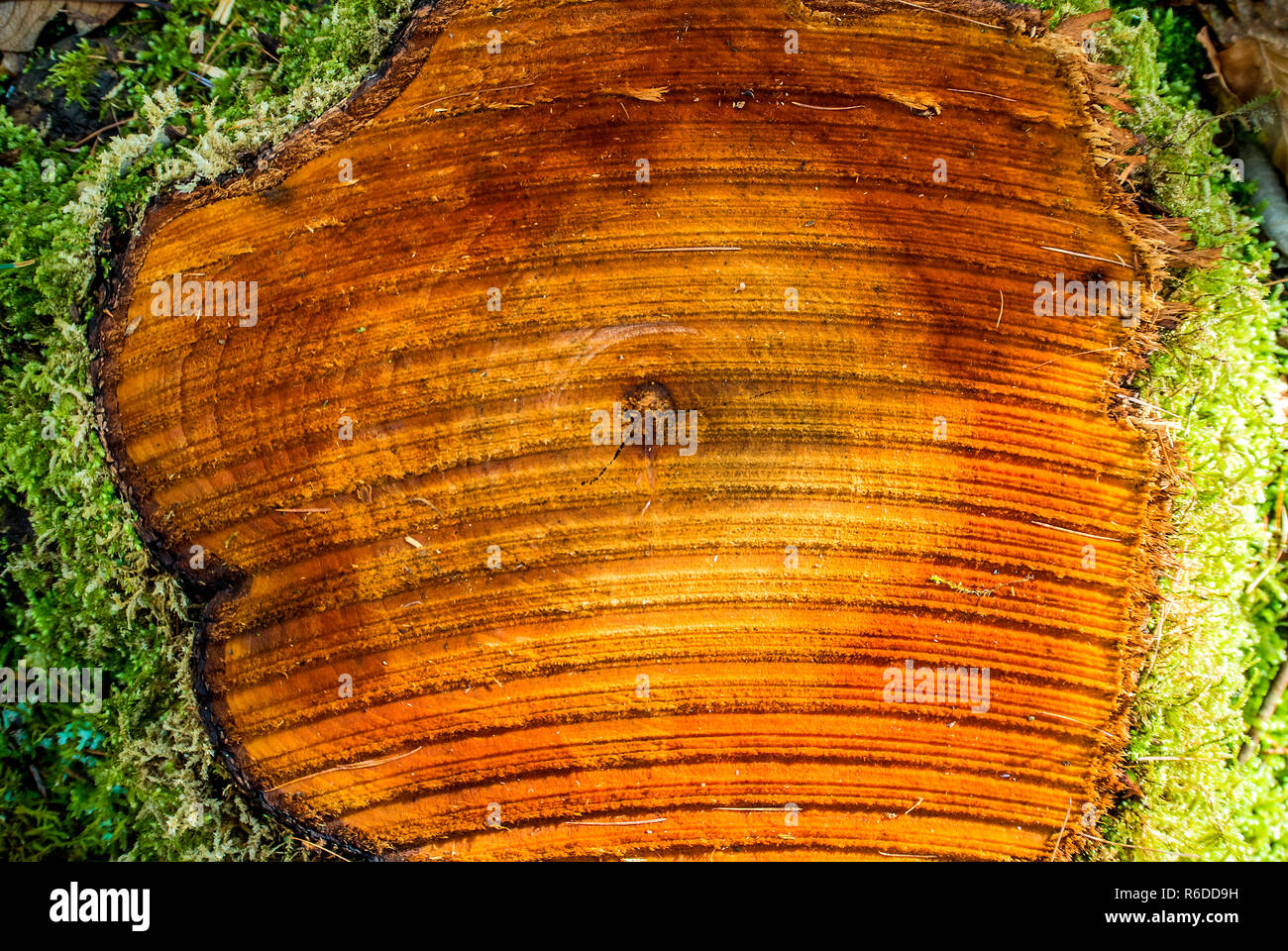 Saw tracks hi-res stock photography and images - Alamy