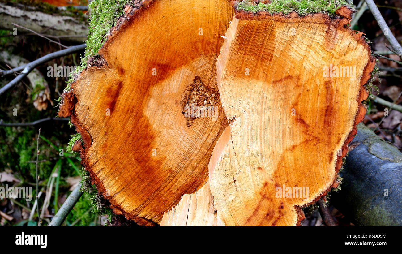 Saw tracks hi-res stock photography and images - Alamy