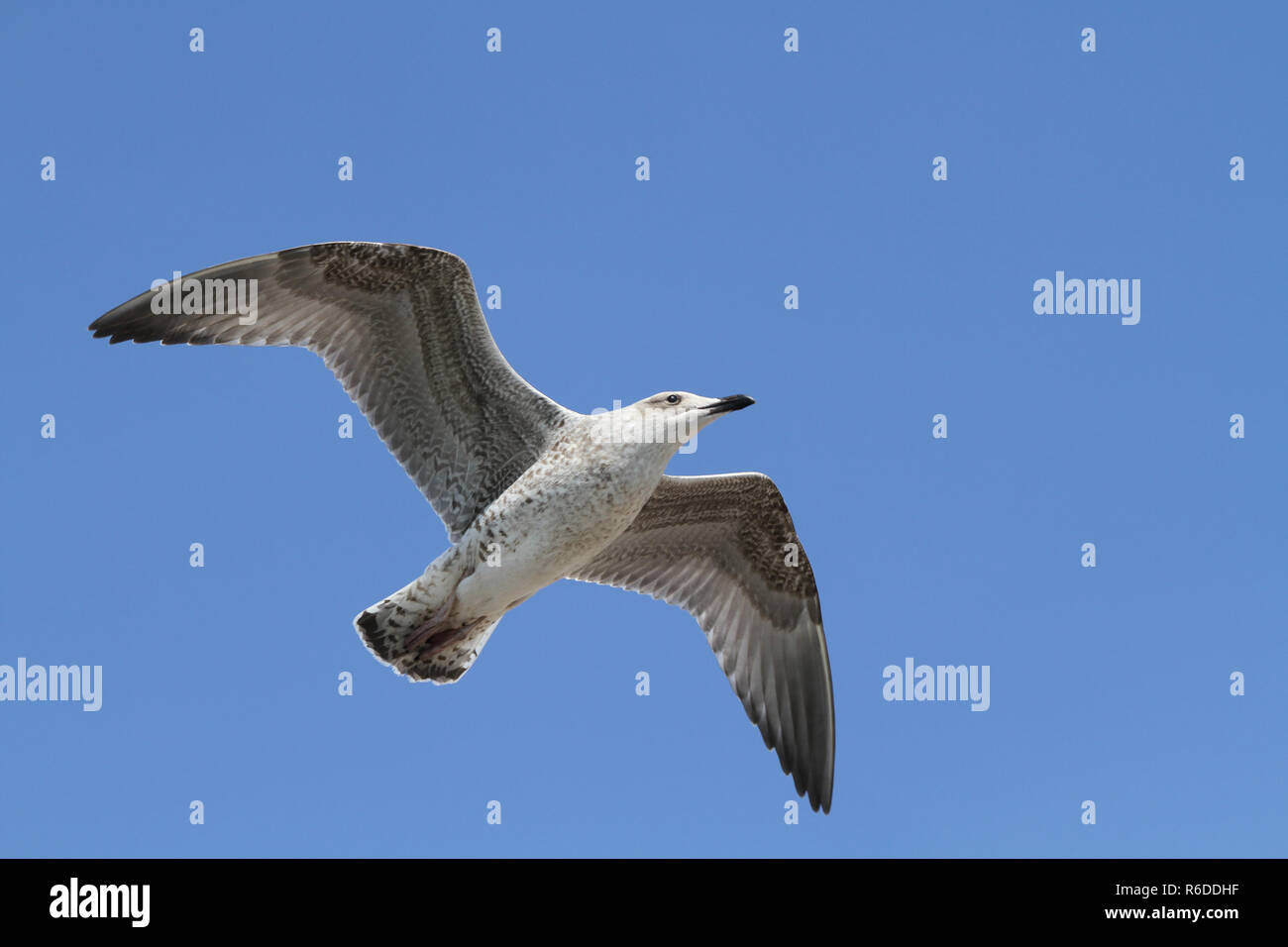 Seagull in flight Stock Photo - Alamy