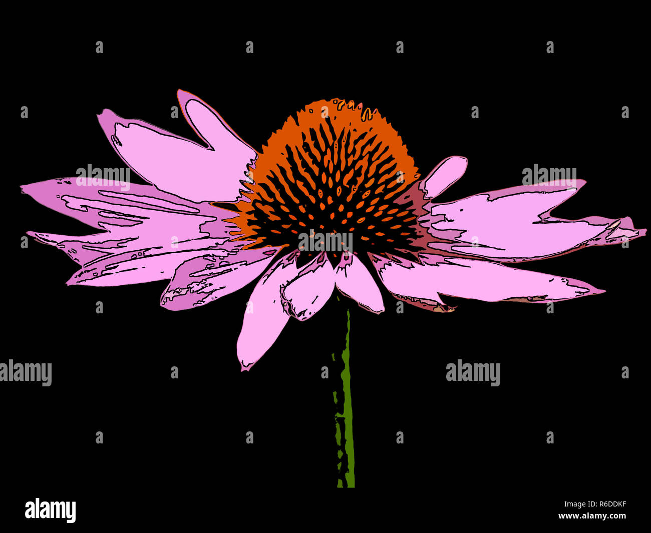 Coneflower illustration hi-res stock photography and images - Alamy