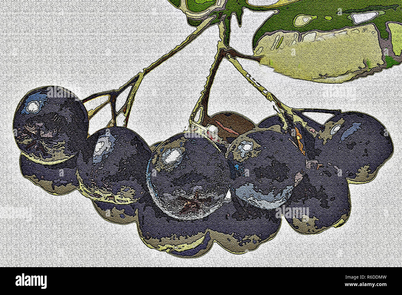 Choke berry hi-res stock photography and images - Alamy