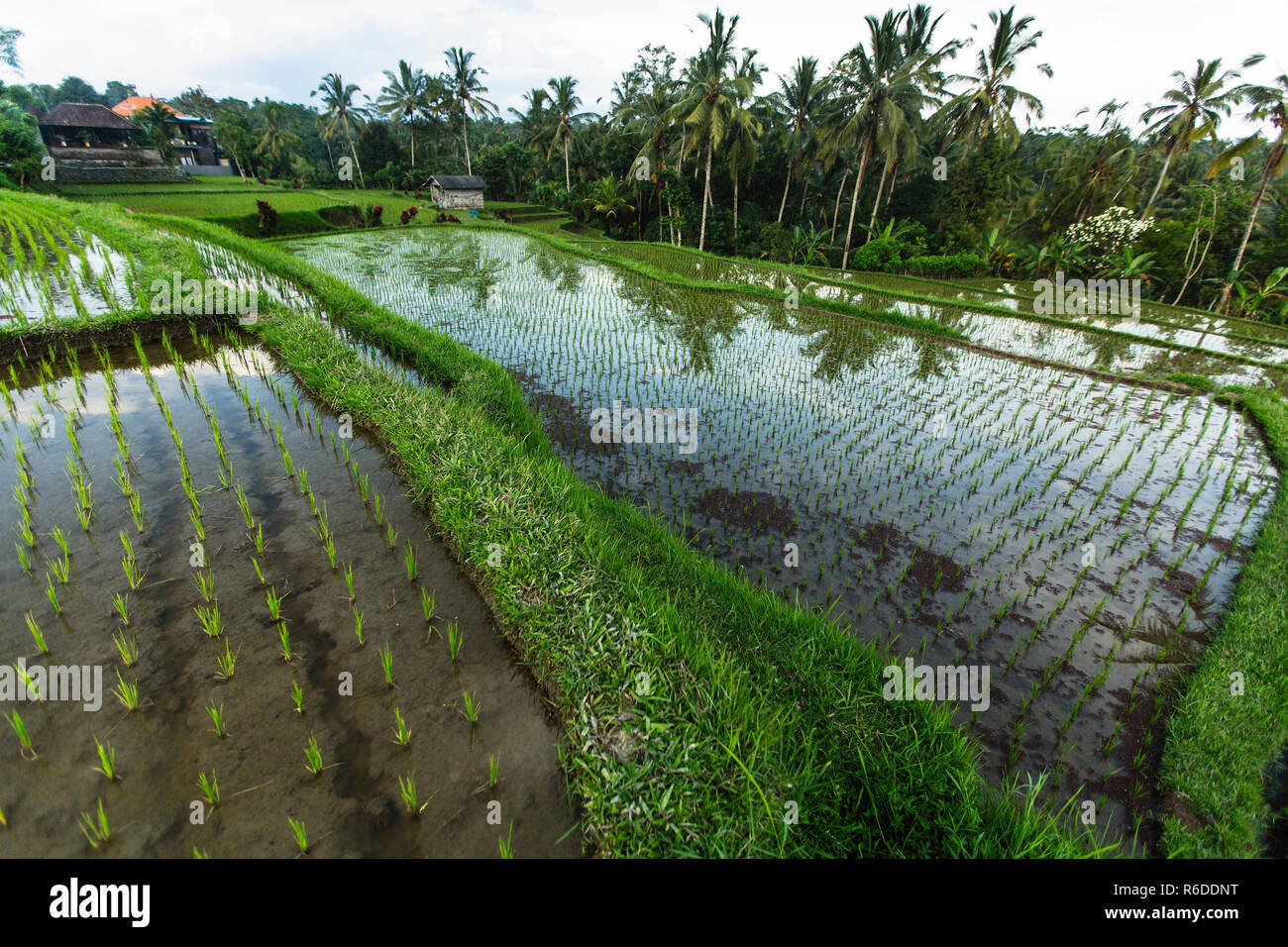 Malaysia rice terraces hi-res stock photography and images - Alamy