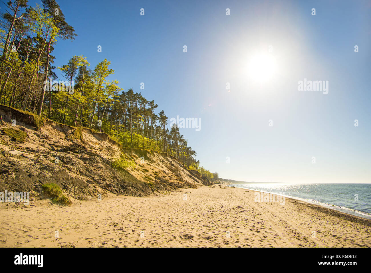 Baltic pines hi-res stock photography and images - Alamy