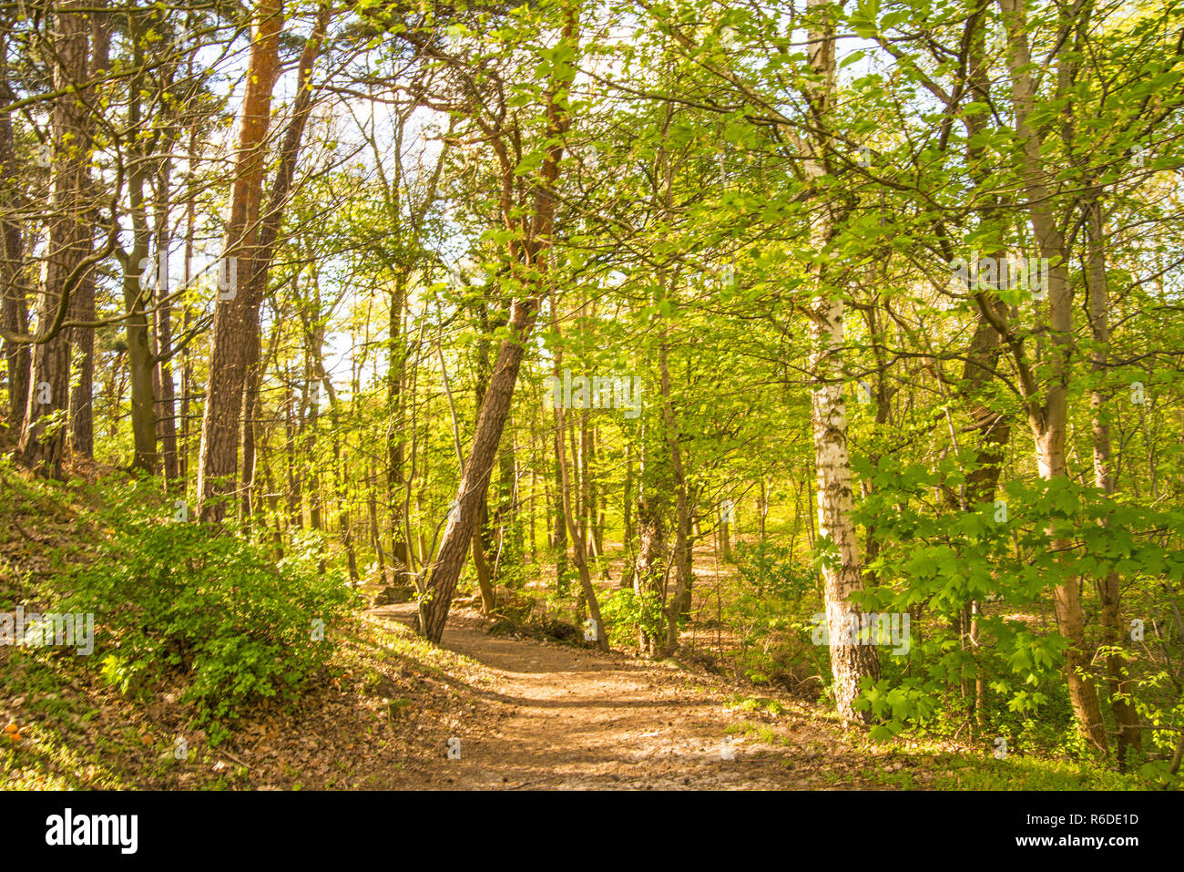 Soft light in forest hi-res stock photography and images - Alamy