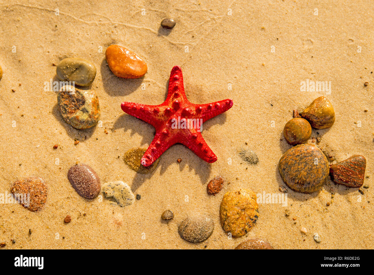 Sea Star On A Sandy Beach Stock Photo - Alamy