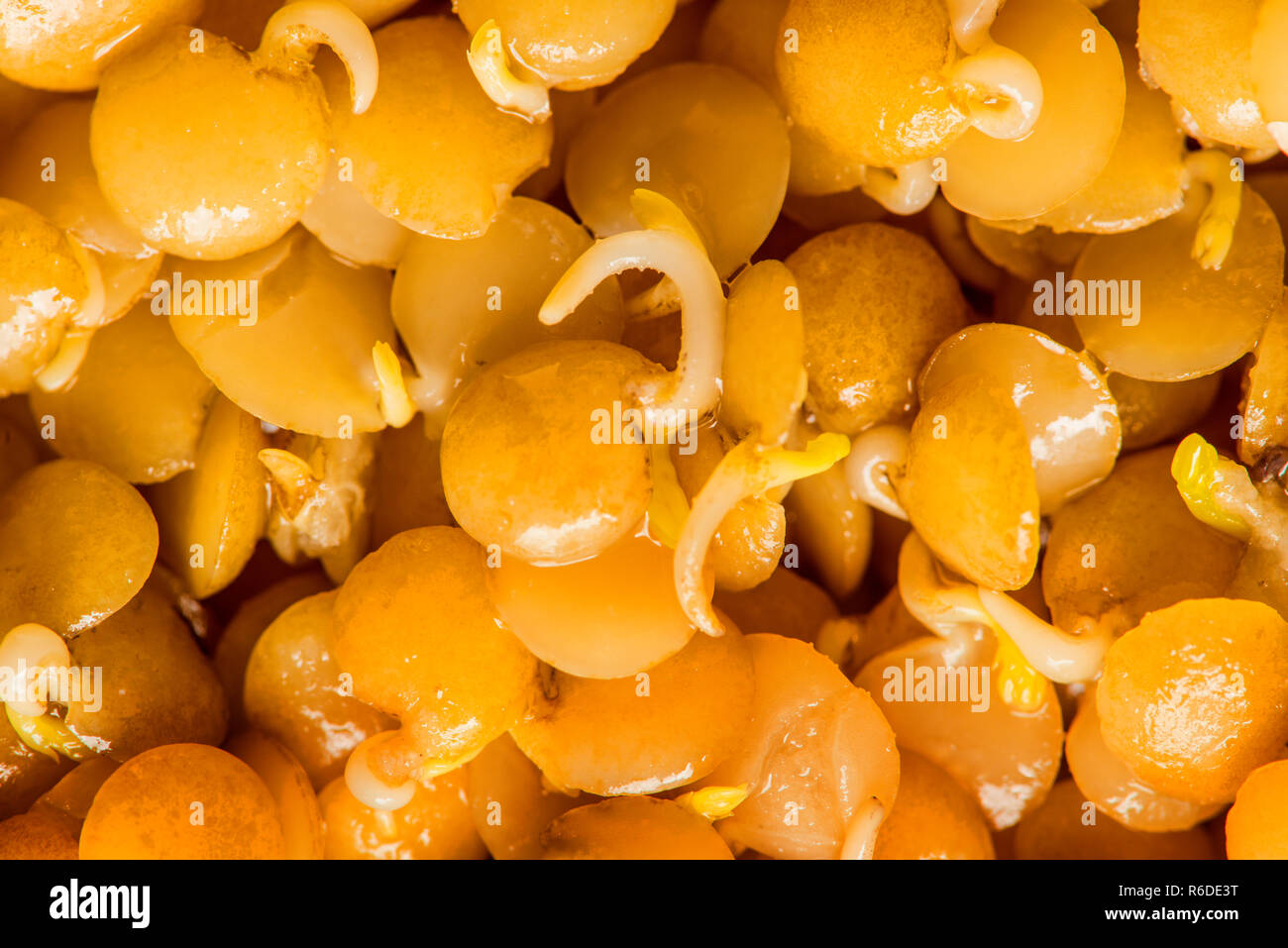 Lentil growing hi-res stock photography and images - Alamy