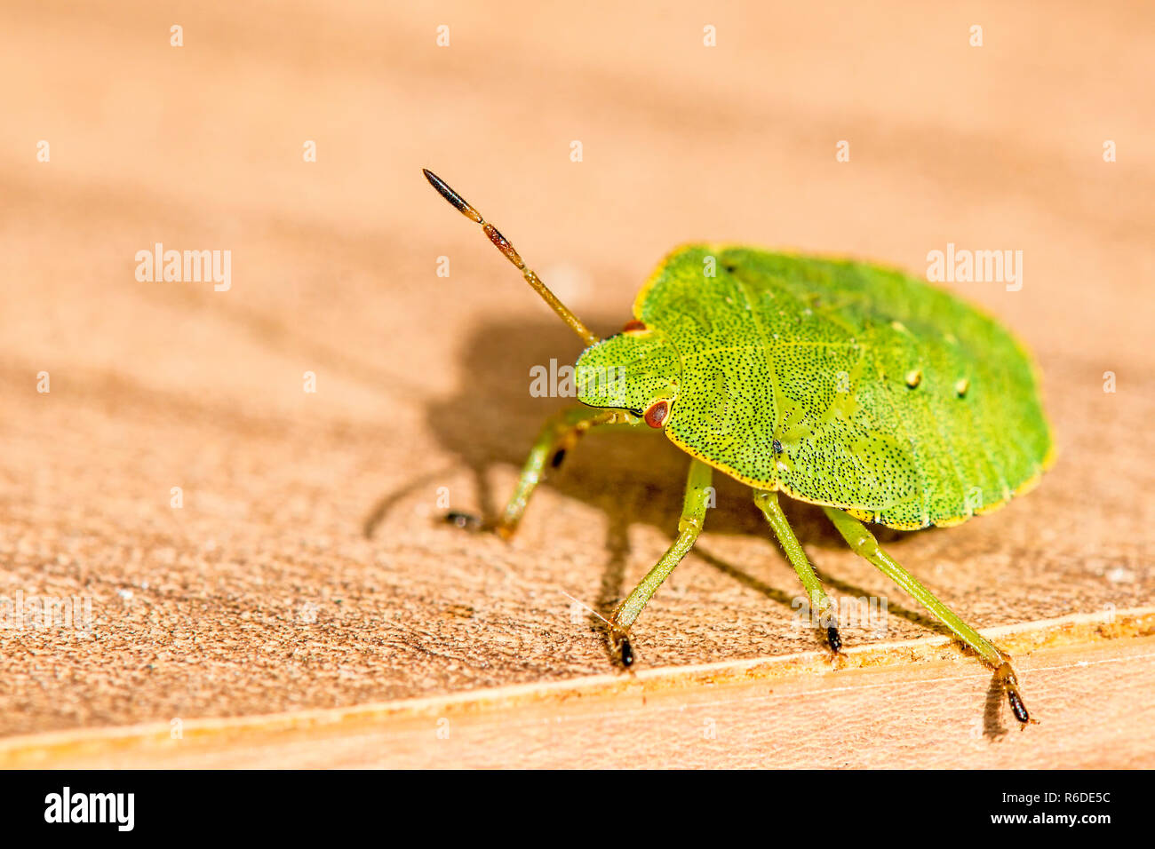 Green shield bug nymph hi-res stock photography and images - Alamy