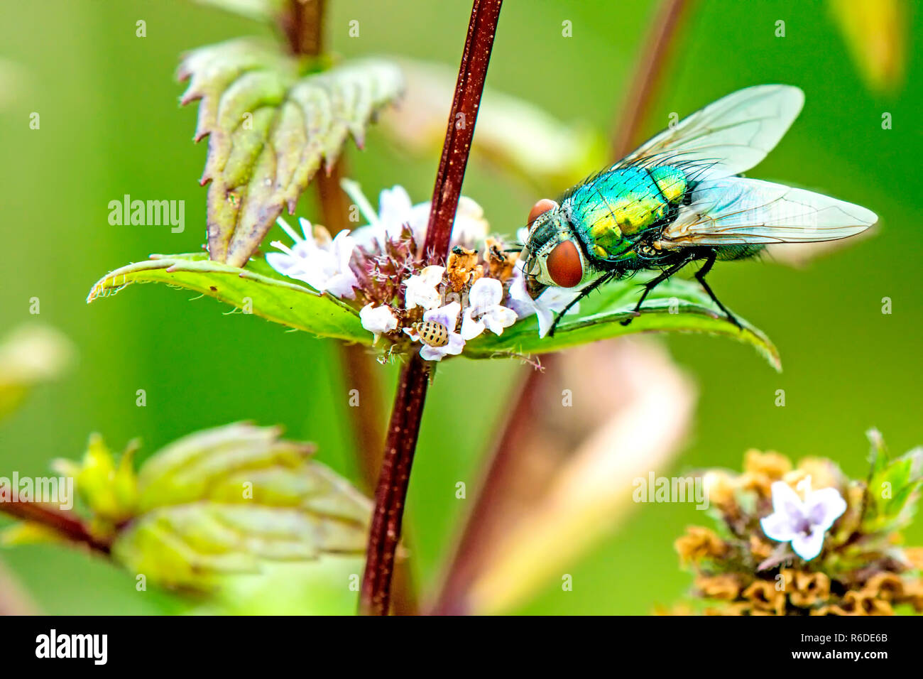 Lucilia caesar musca caesar hi-res stock photography and images - Alamy