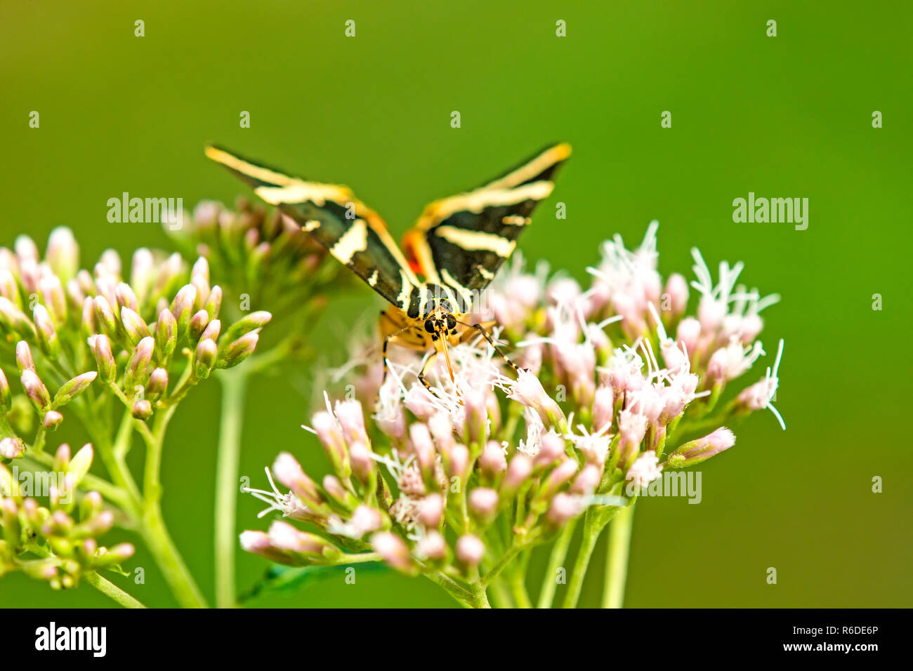 Jersey Tiger On A Flower Stock Photo - Alamy