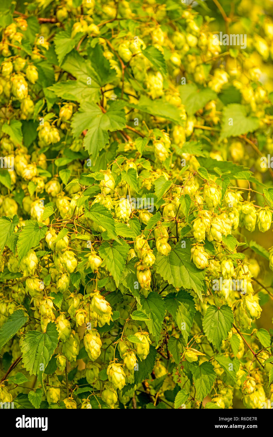 Still life hop cones hi-res stock photography and images - Alamy