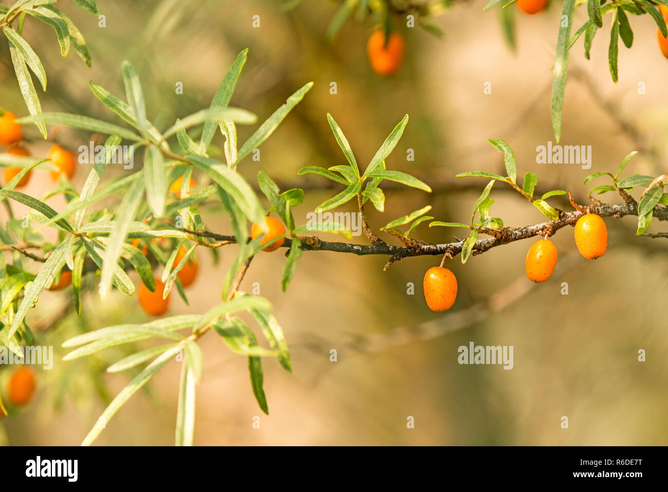 Common Sea-Buck-Thorn Fruits Stock Photo - Alamy