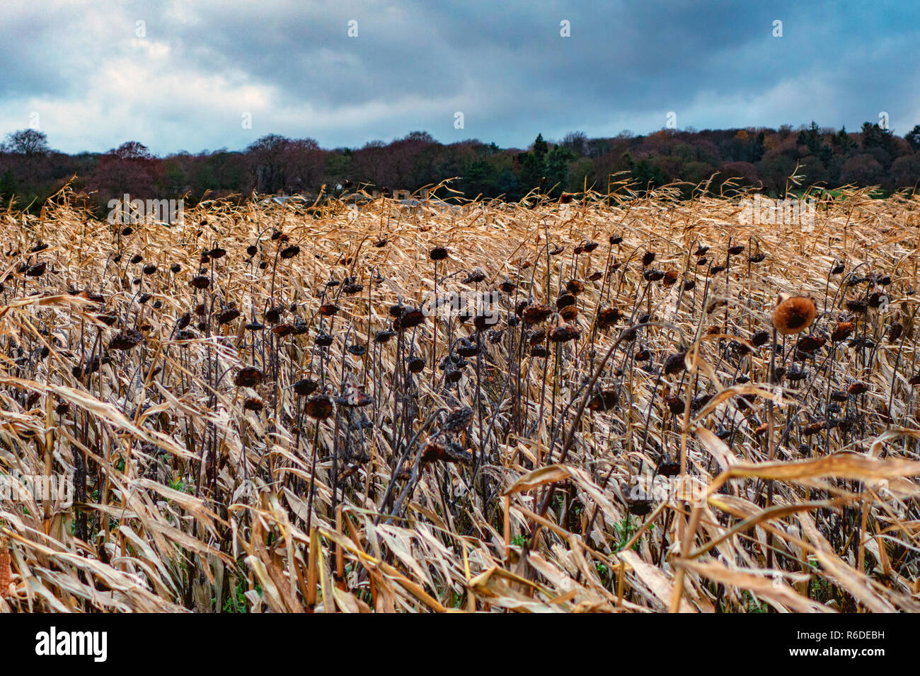 Dead sunflower field hi-res stock photography and images - Alamy