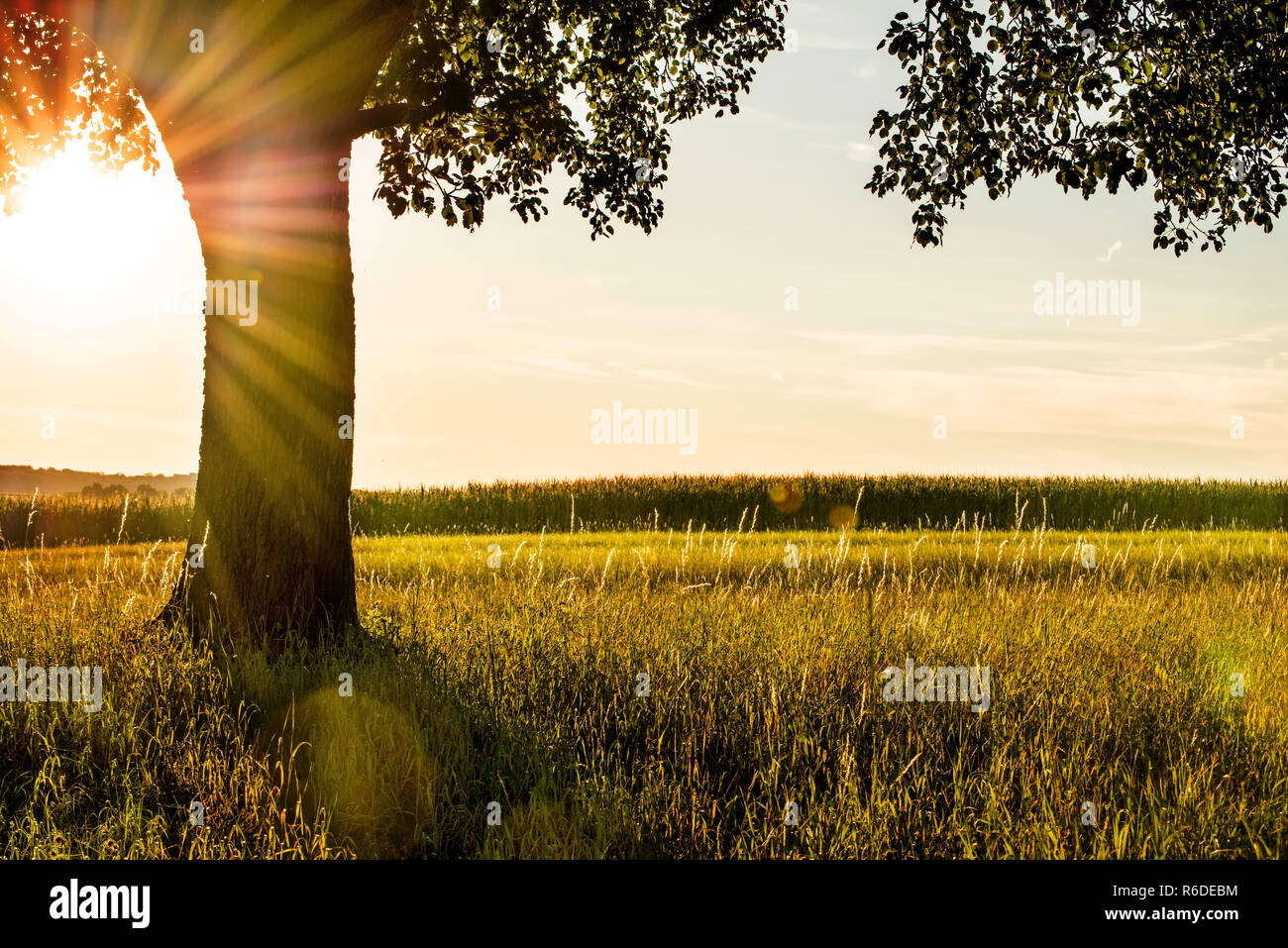 Blue sky and sun star in the back light hi-res stock photography and ...