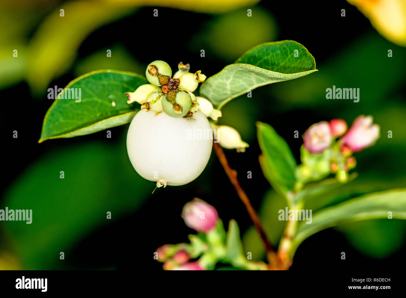 Common snowberry bush hi-res stock photography and images - Alamy
