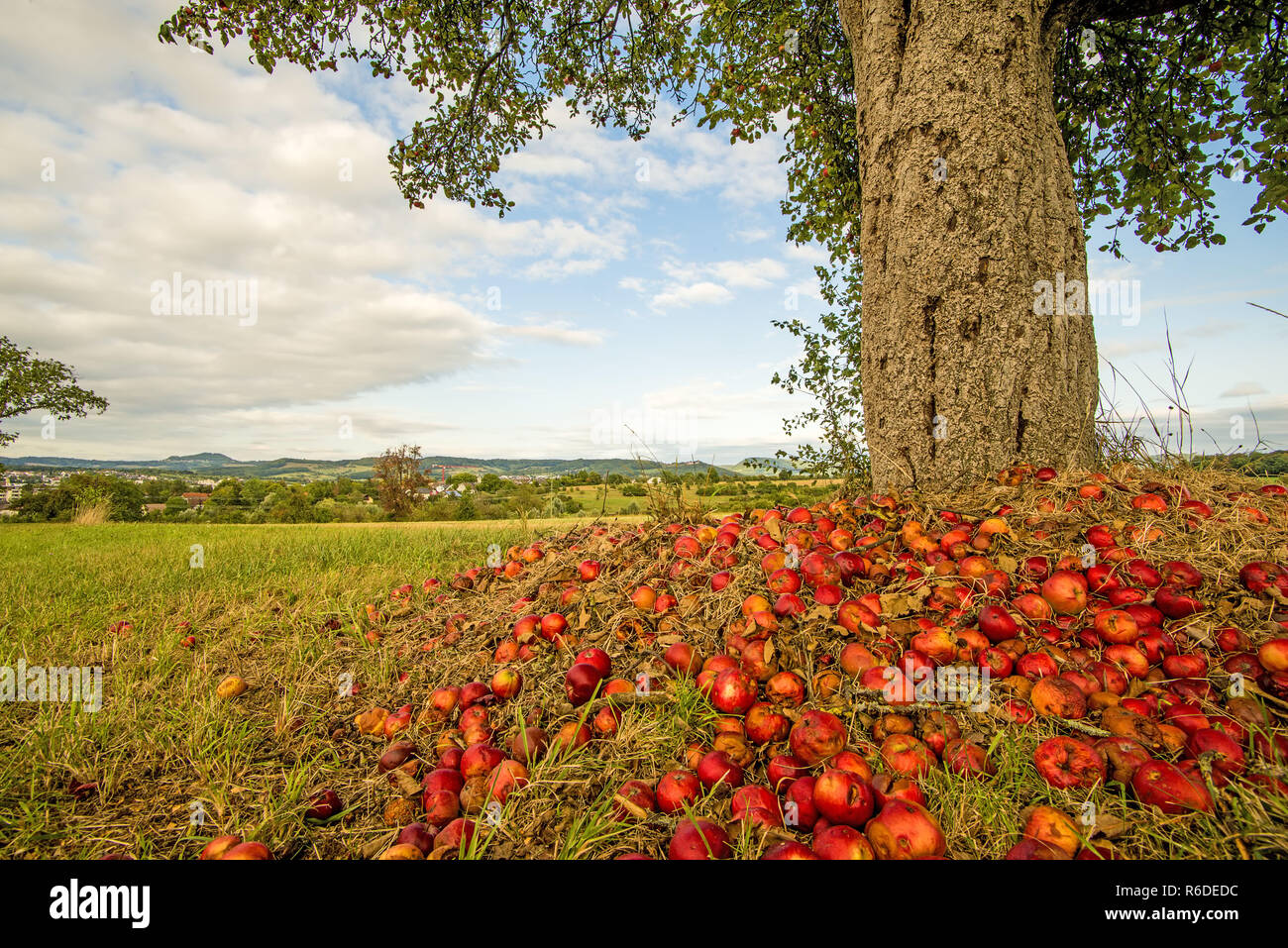 Wide Tree Trunk High Resolution Stock Photography and Images - Alamy