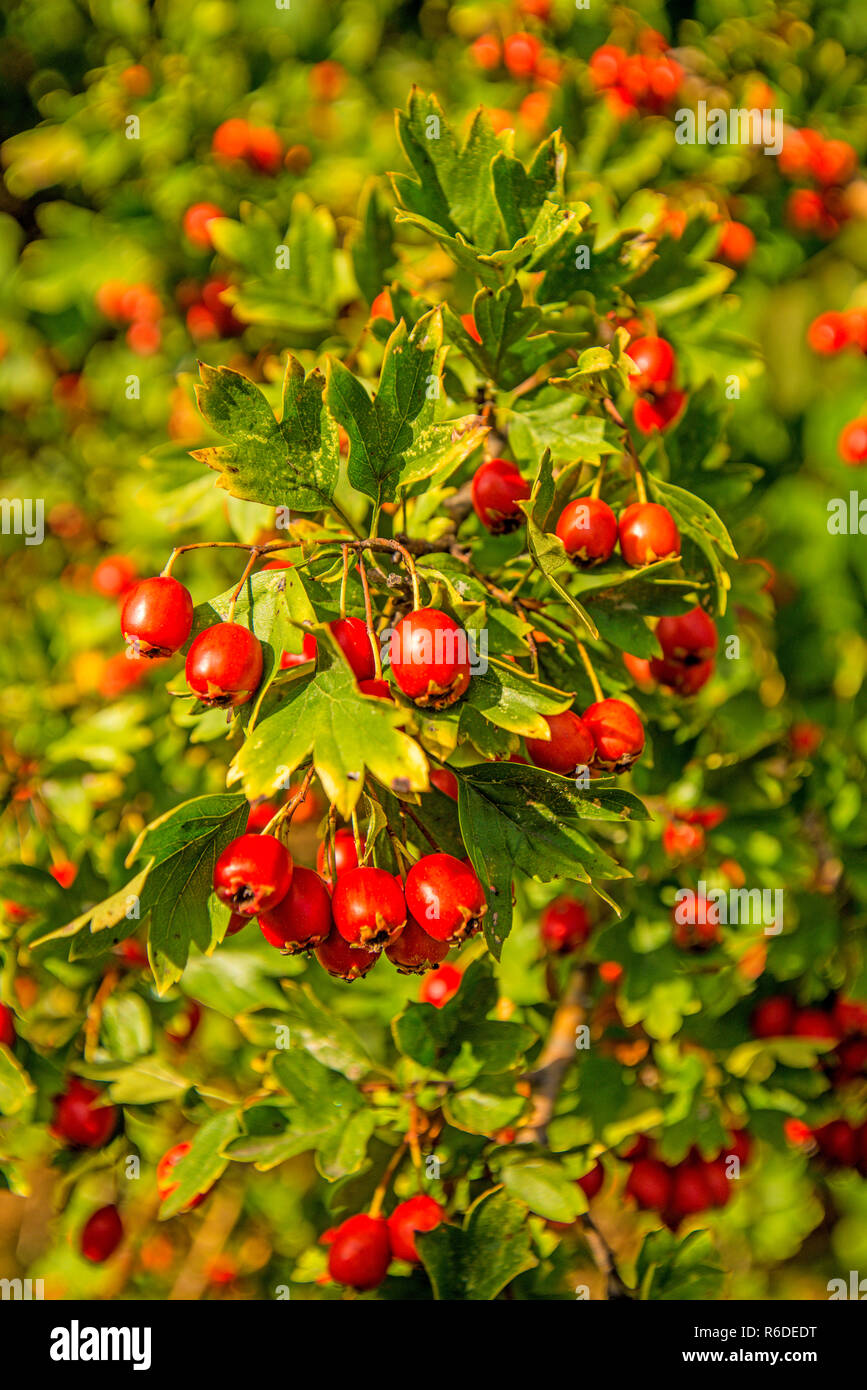 Fruit of the hawthorne tree hi-res stock photography and images - Alamy