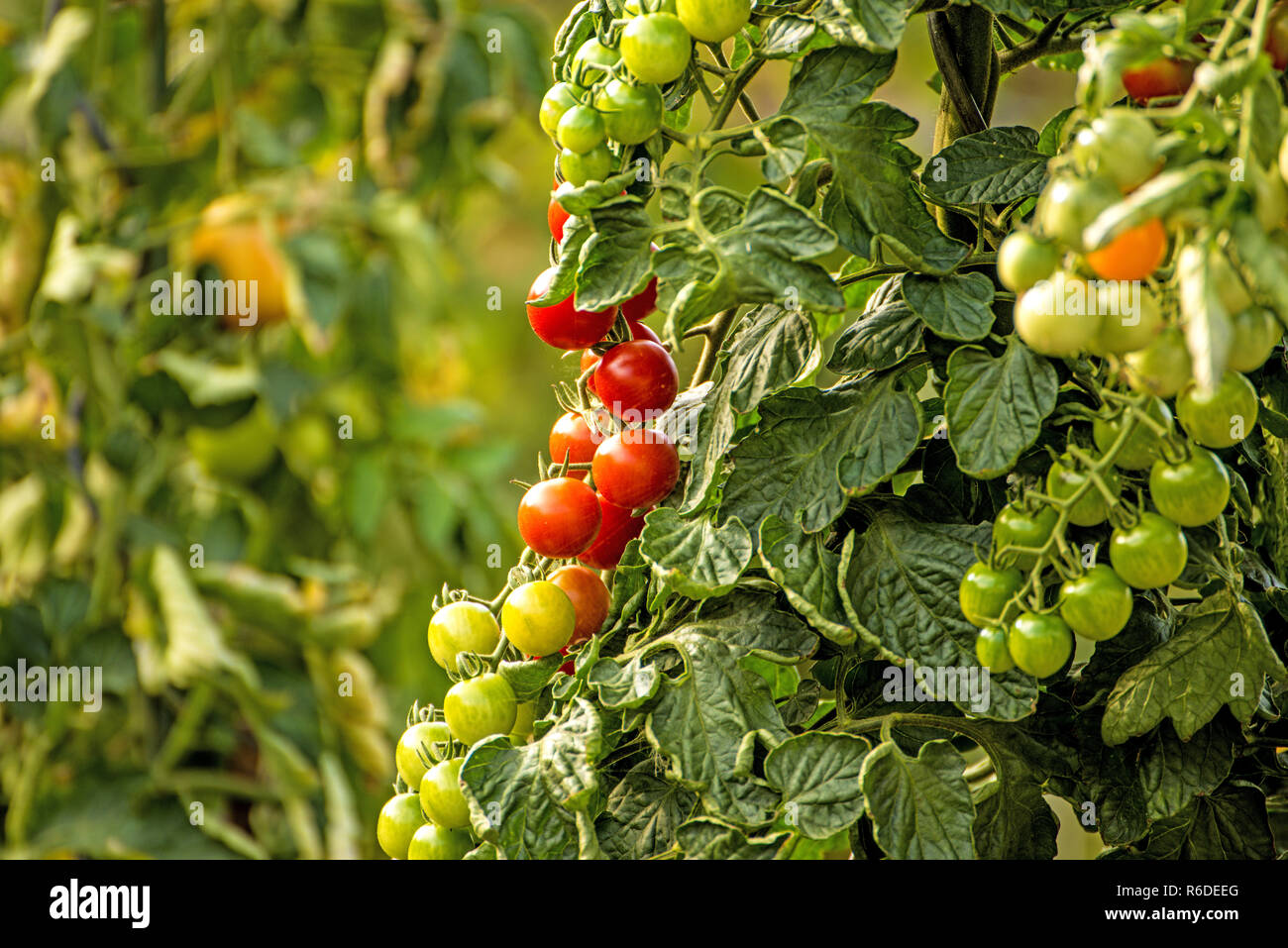 Tomatoes, Ripe And Unripe Fruits In A Garden Stock Photo - Alamy