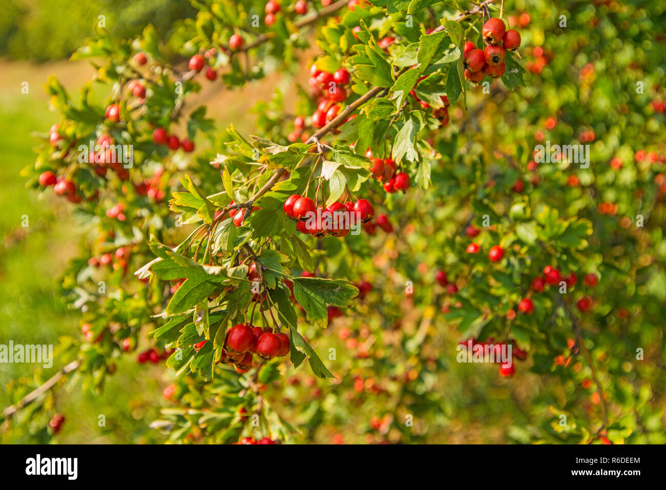 Fruit of the hawthorne tree hi-res stock photography and images - Alamy