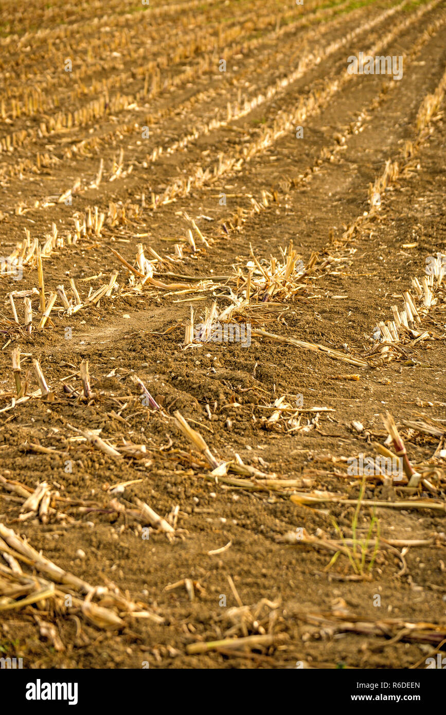 Stubble Field Of A Harvested Corn Field In Germany Stock Photo - Alamy