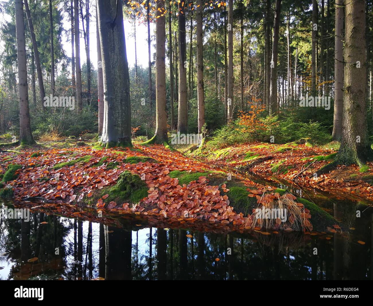 Forgotten forests hi-res stock photography and images - Alamy
