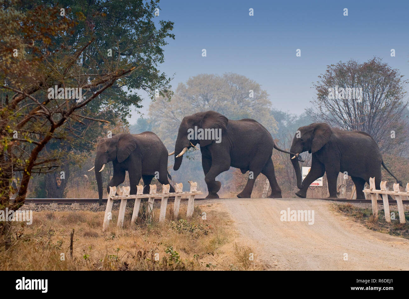 Elephants crossing railway hi-res stock photography and images - Alamy