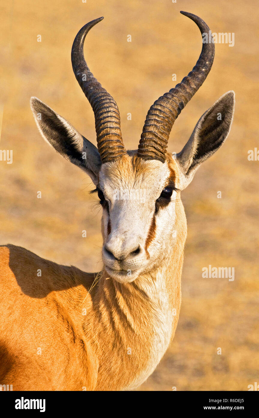 Sprinbuck hi-res stock photography and images - Alamy