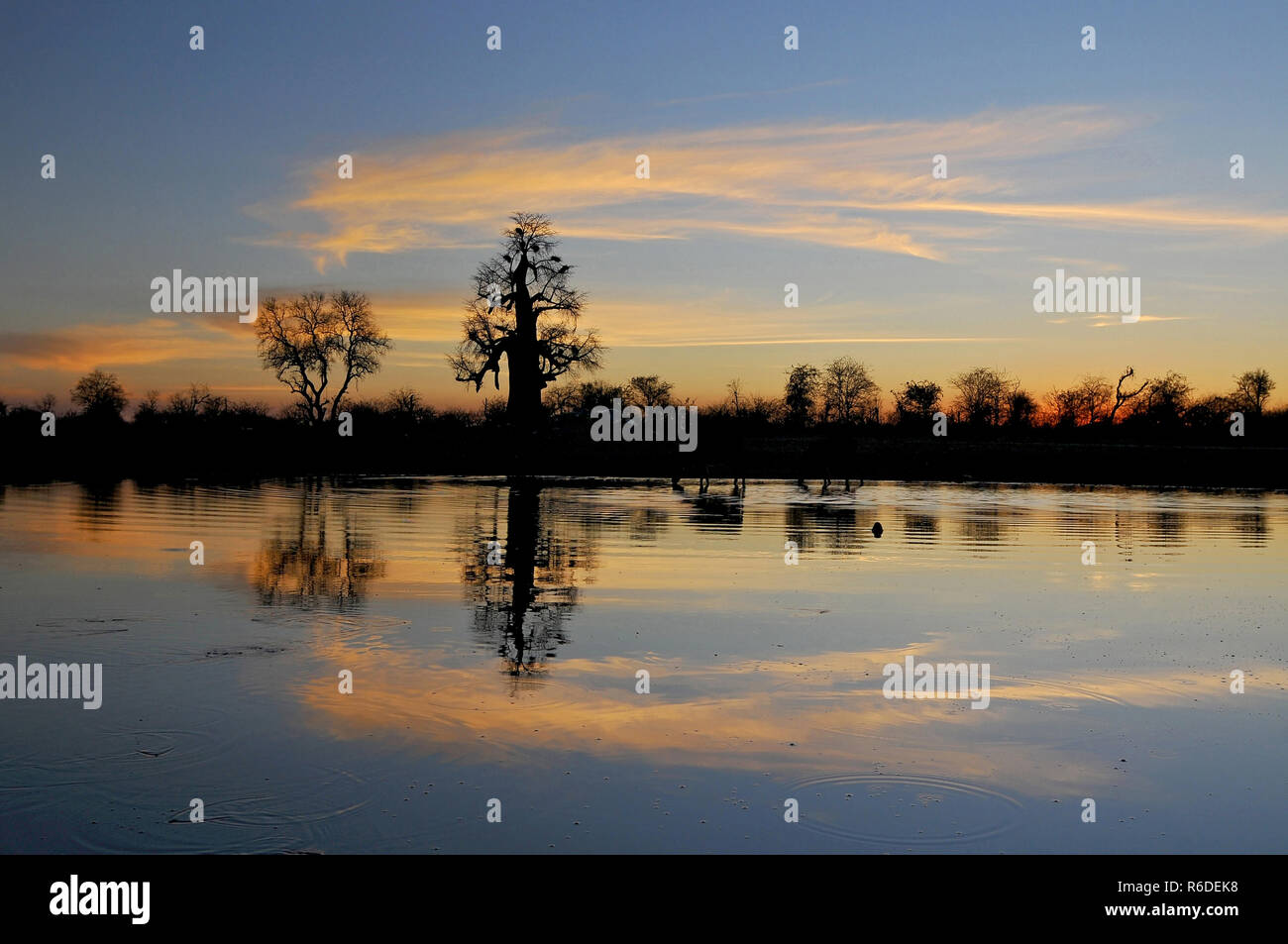 Africa, Botswana, Baobab Tree Stock Photo - Alamy