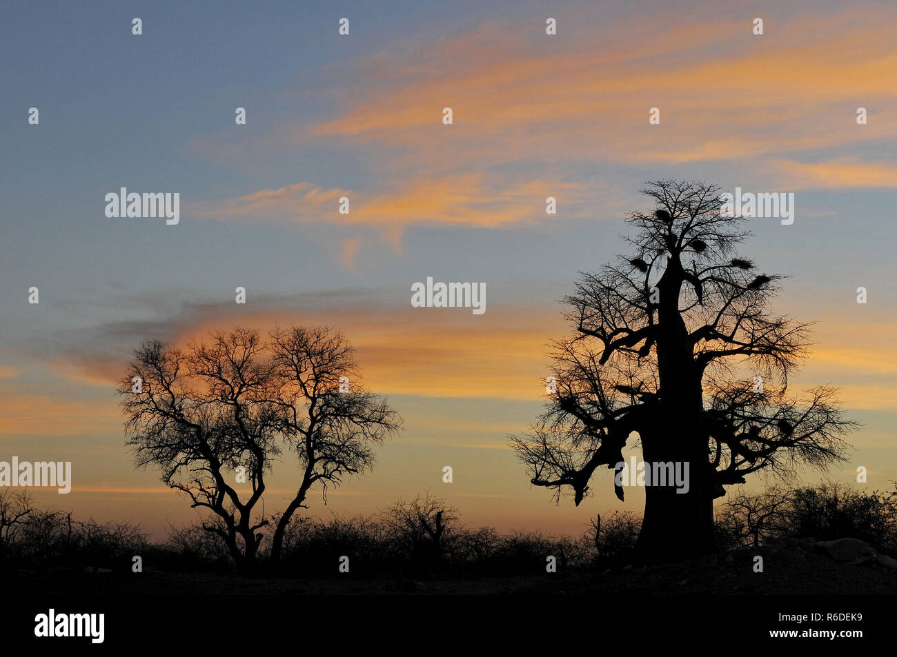 Africa, Botswana, Baobab Tree Stock Photo - Alamy