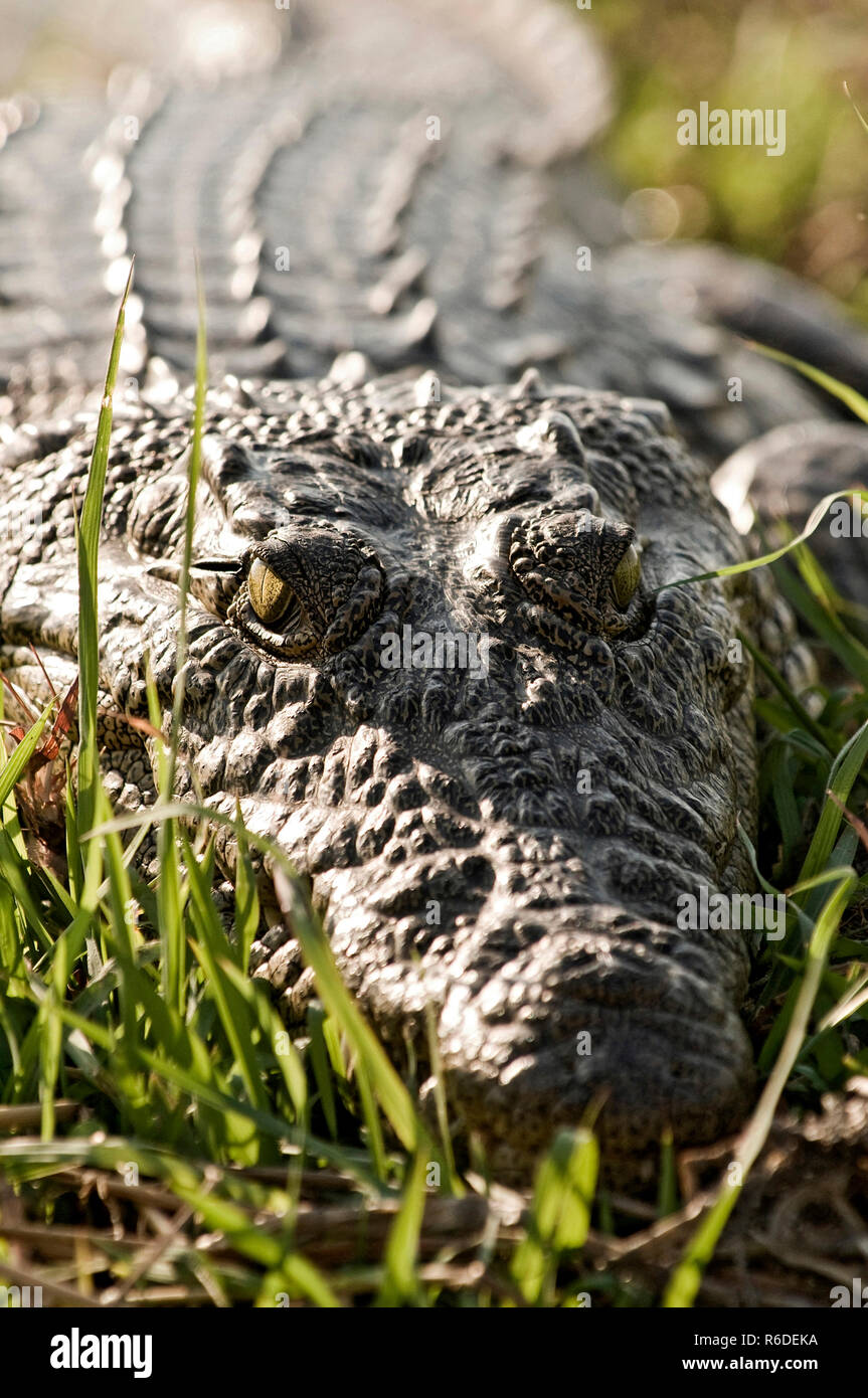 African crocodile close up hi-res stock photography and images - Alamy