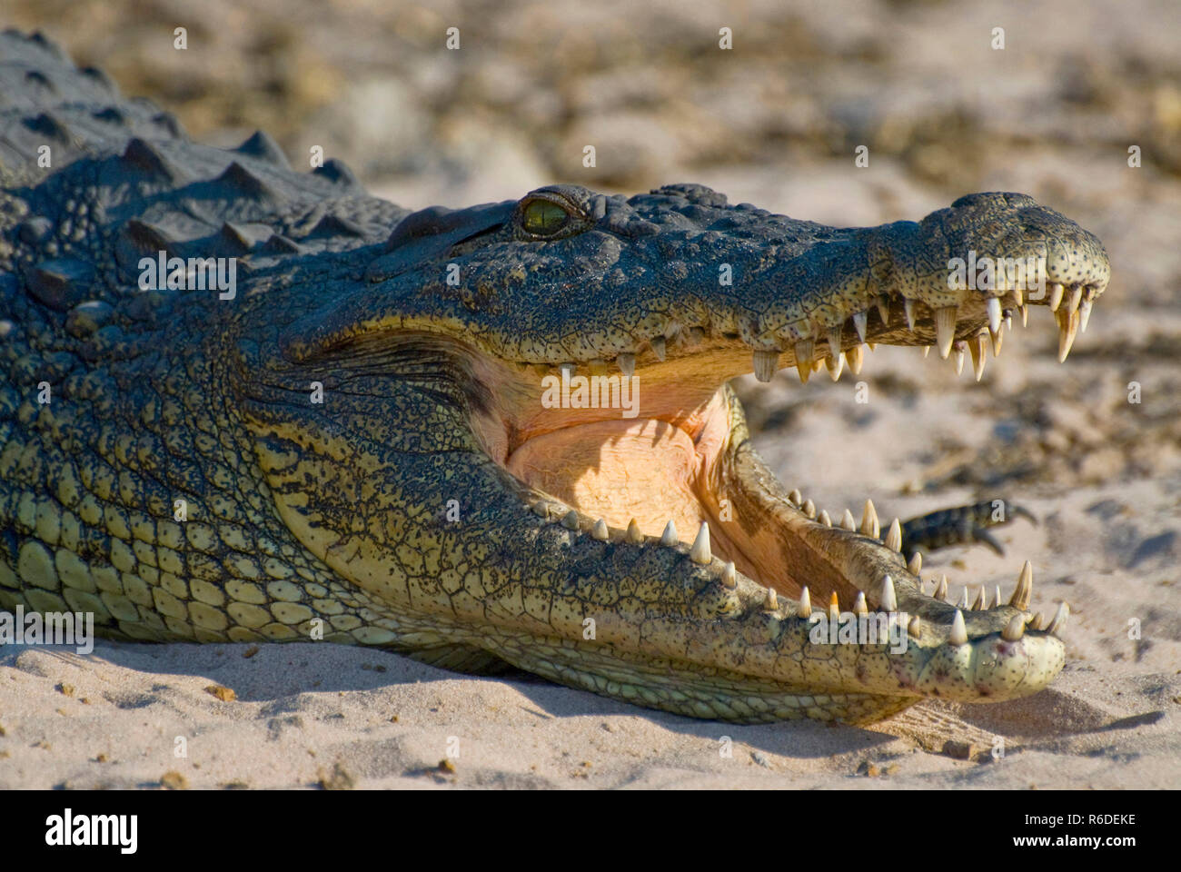 Aligators hi-res stock photography and images - Alamy