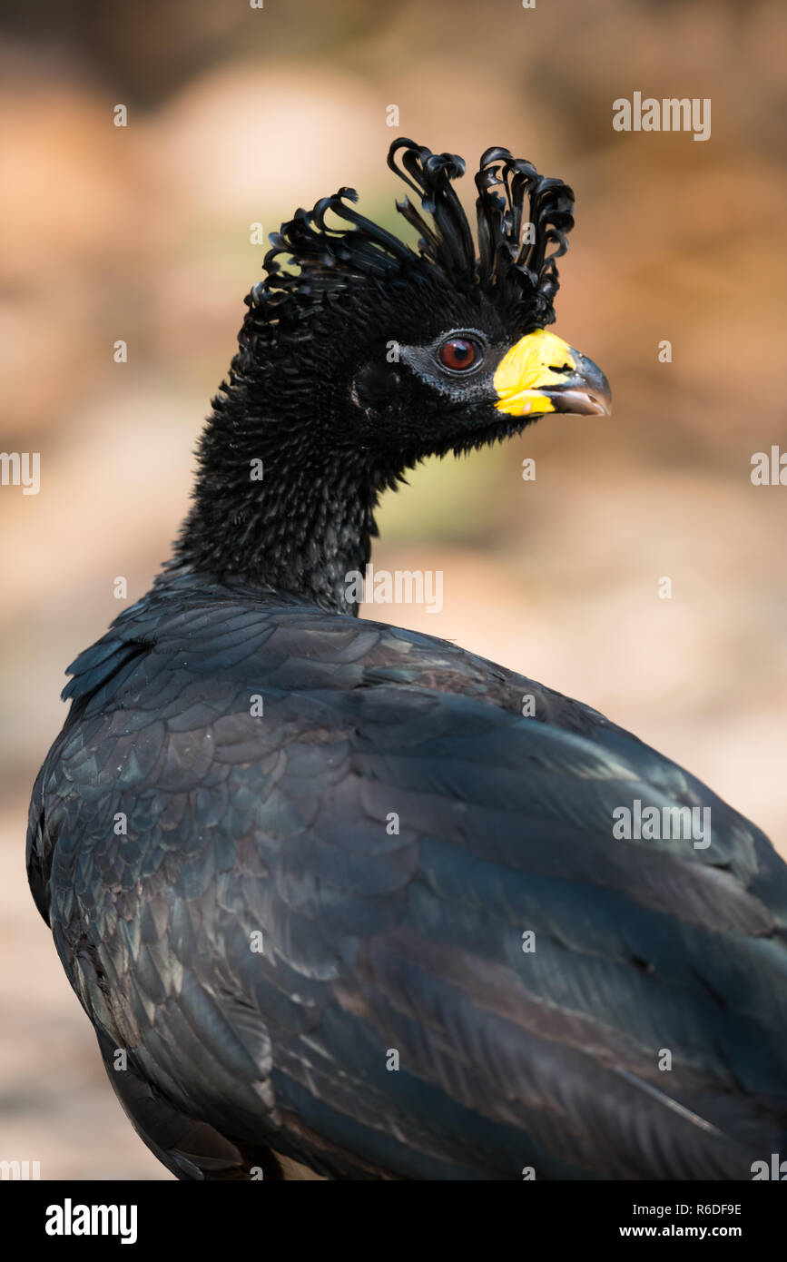 Crested curassow crax alector hi-res stock photography and images - Alamy