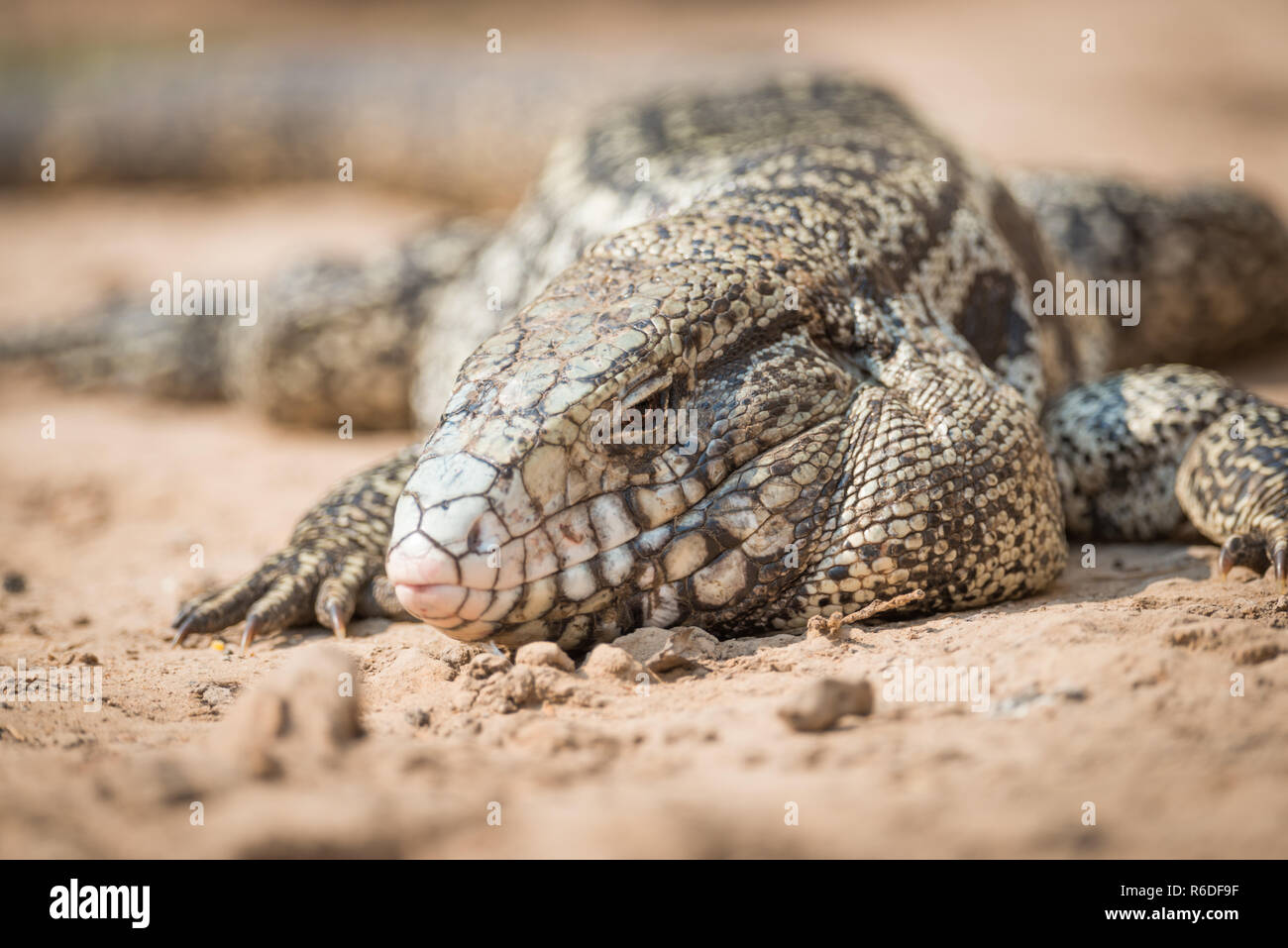 Golden tegu lizard hi-res stock photography and images - Alamy