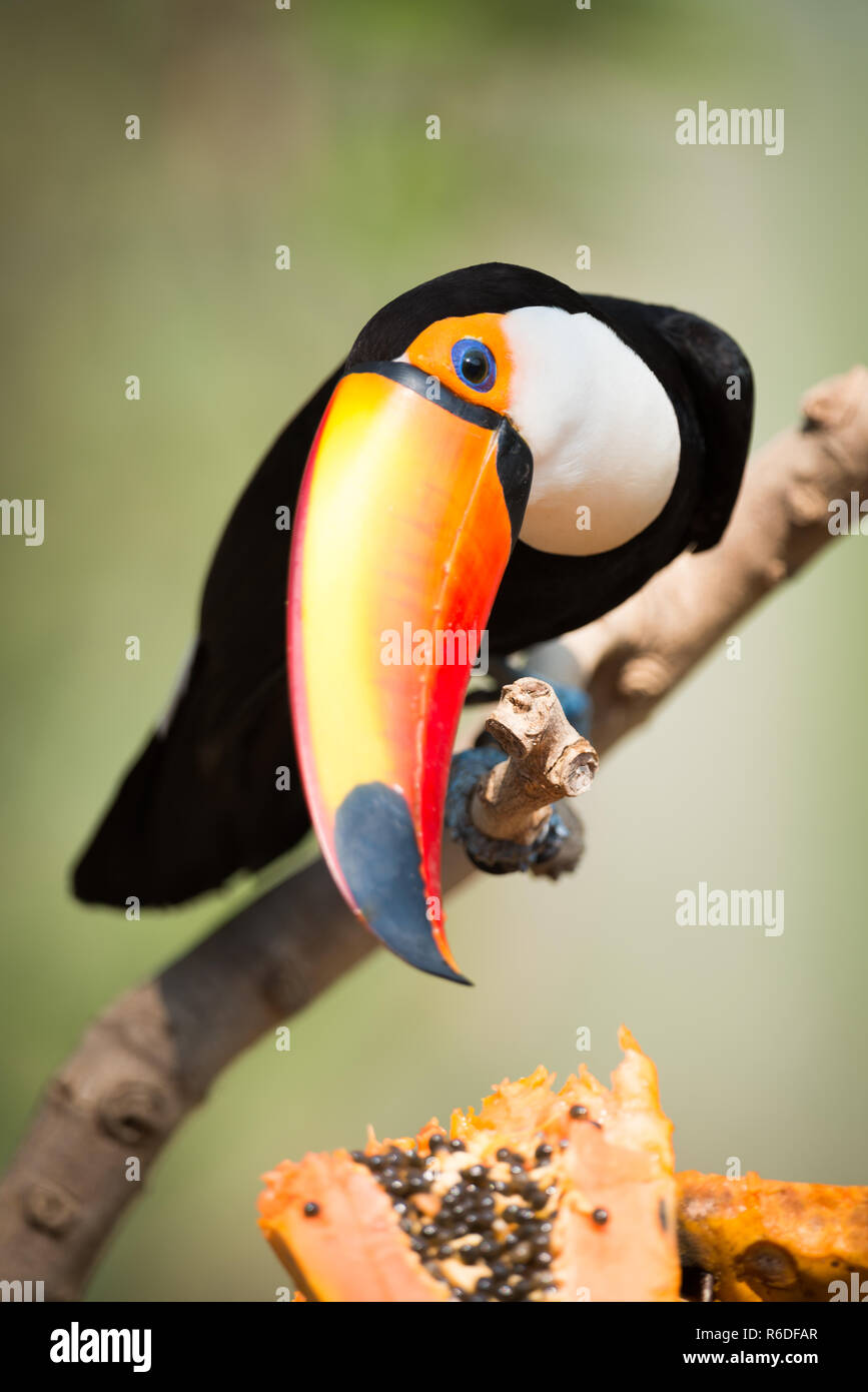 Toco toucan turning head to eat papaya Stock Photo - Alamy