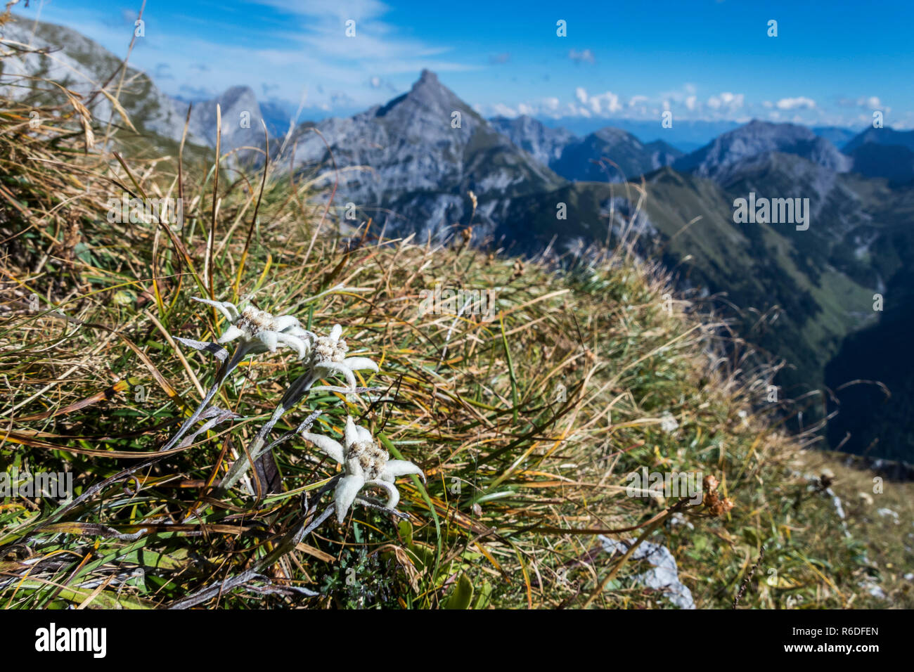 edelweiss in the alps Stock Photo - Alamy