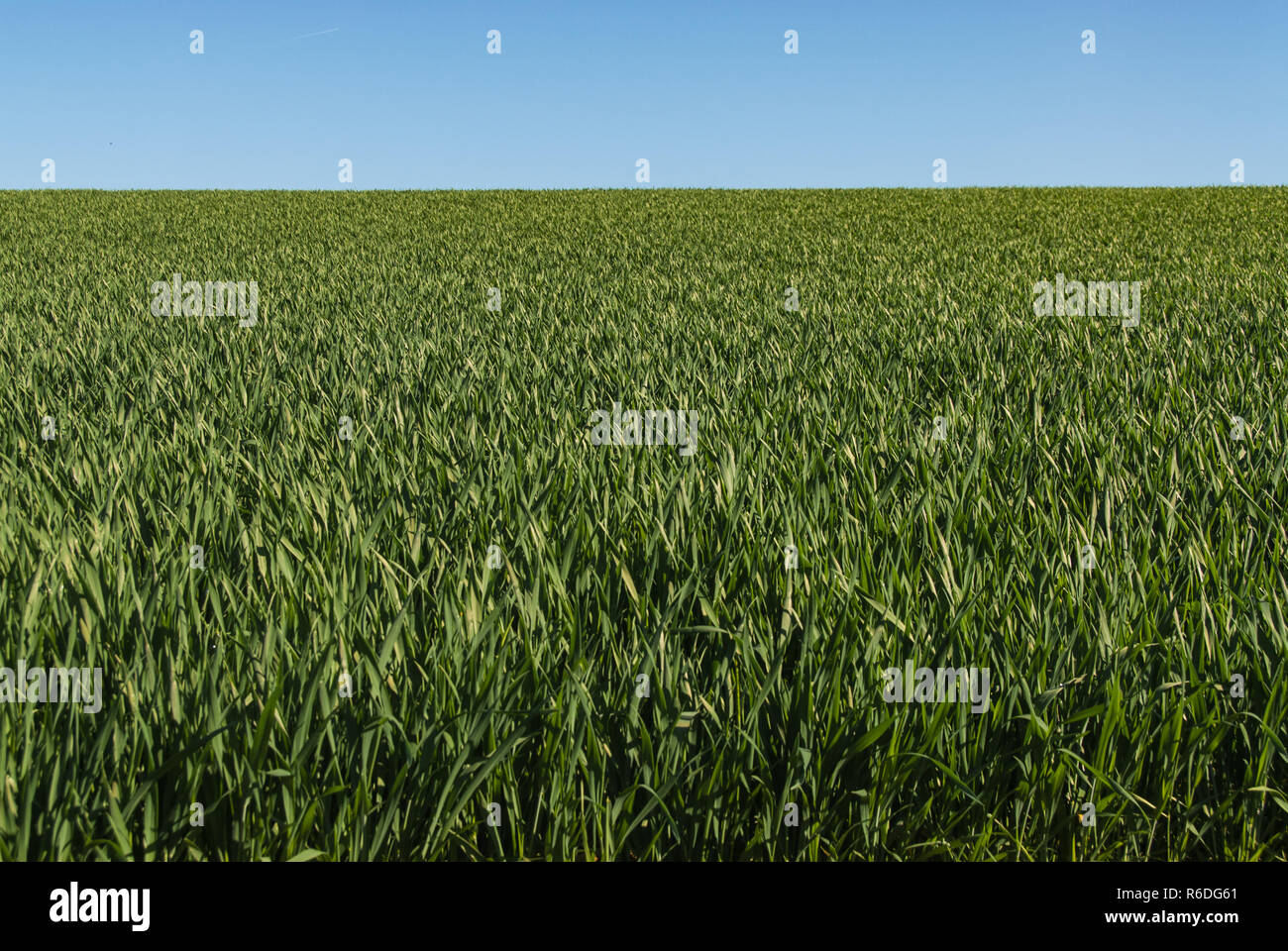 Simple green field agriculture hi-res stock photography and images - Alamy
